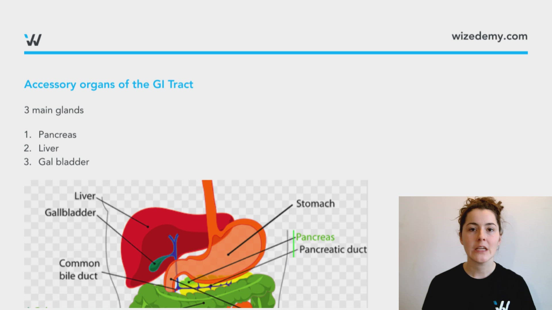 Endocrine Glands of the GI Tract - Wize University Physiology Textbook ...