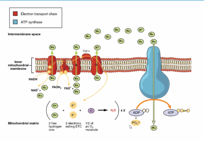 [Solution] Electrochemistry: Reduction potential app… | Wizeprep