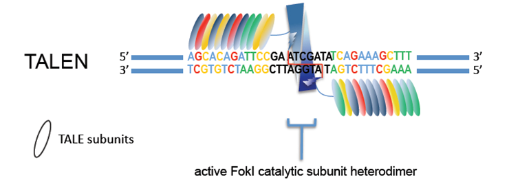 Gene Editing - Wize University Biology Textbook | Wizeprep