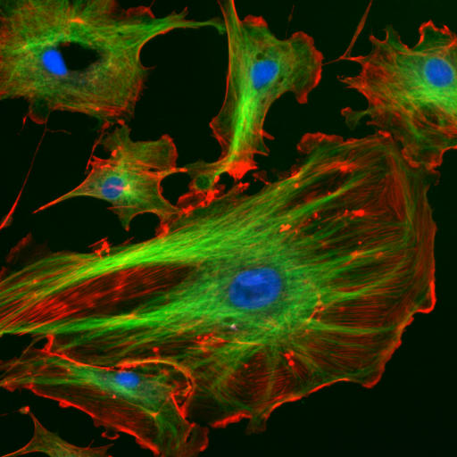The Cytoskeleton - Wize University Biology Textbook | Wizeprep
