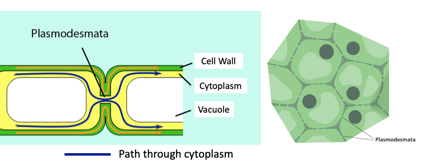 Connections between Cells and their Environment - Wize University ...