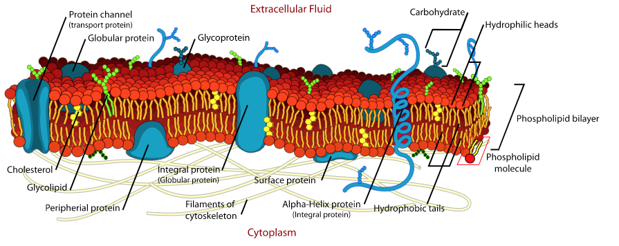 Cellular Membranes - Wize High School Grade 11 Biology Textbook | Wizeprep