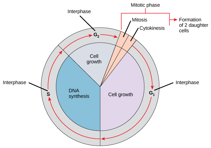 The Cell Cycle & Mitosis - Wize High School Grade 11 Biology Textbook ...
