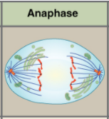 The Cell Cycle & Mitosis - Wize High School Grade 11 Biology Textbook ...