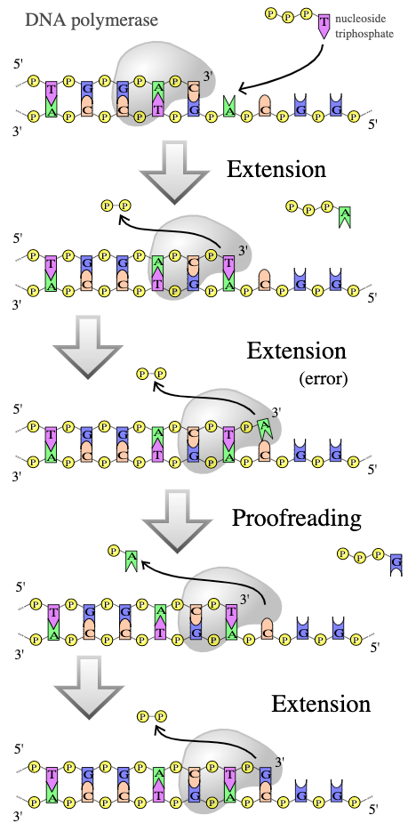 Repair of DNA Mutations - Wize University Biology Textbook | Wizeprep