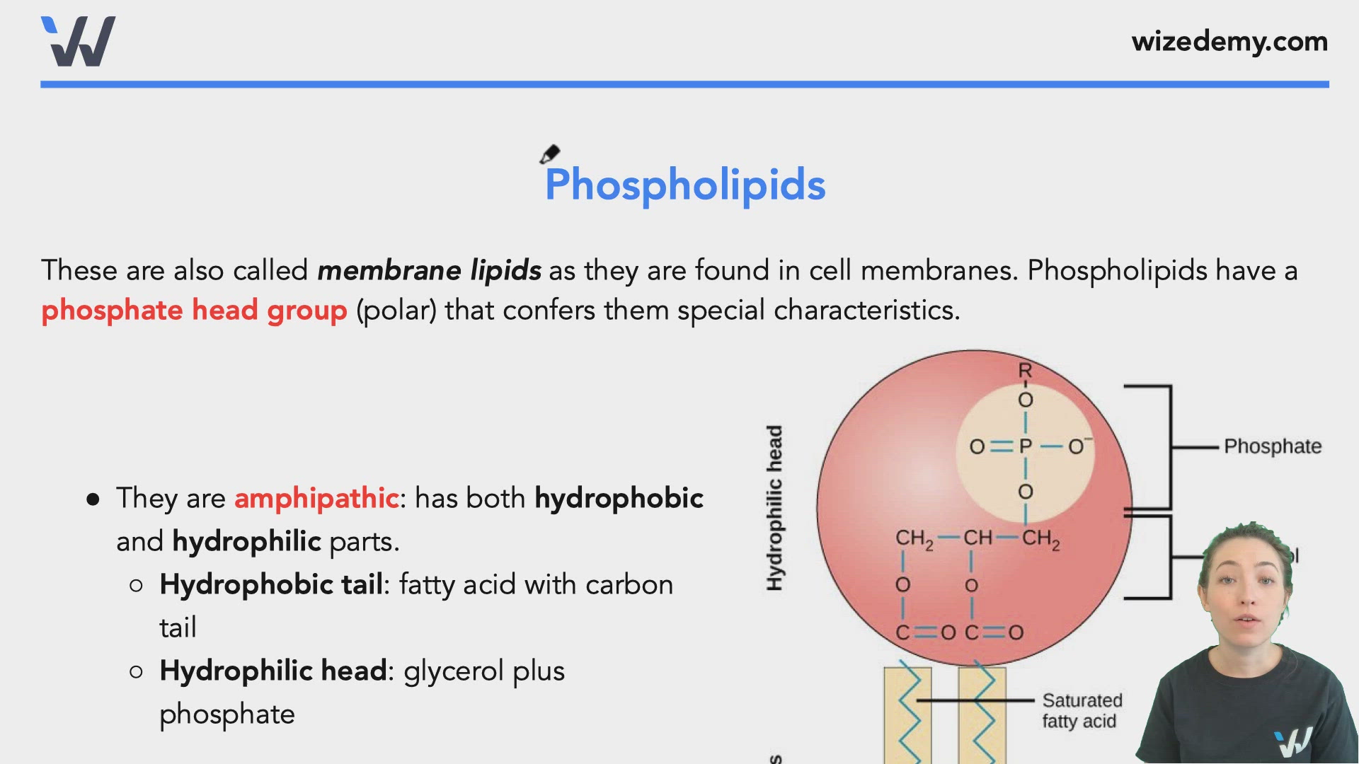 Lipids - Wize AP Biology Textbook | Wizeprep