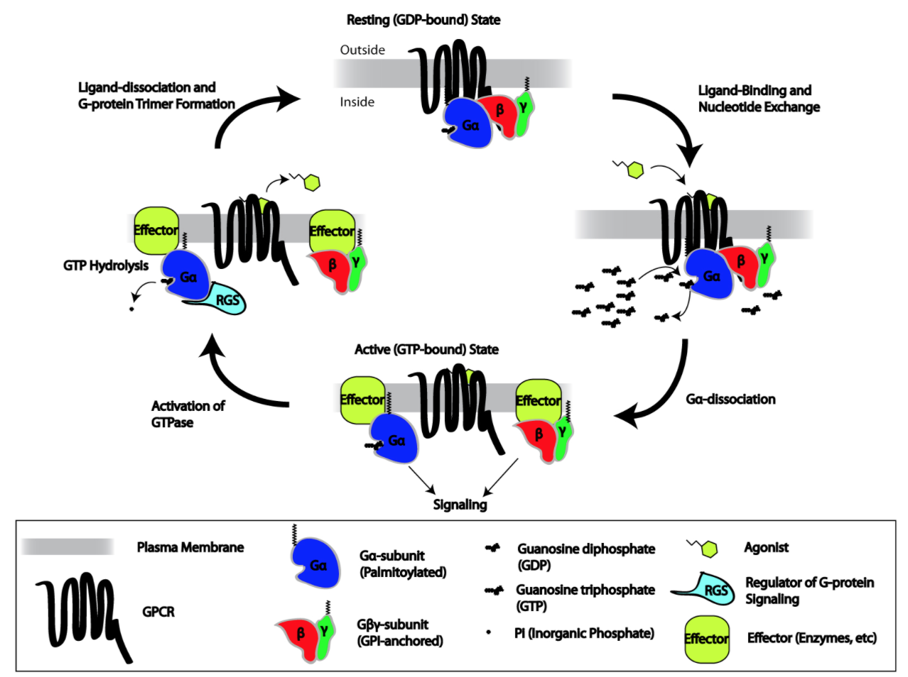 Types of Cell Receptors [Internal Receptors, GPCRs, RTKs, Ion Channels ...