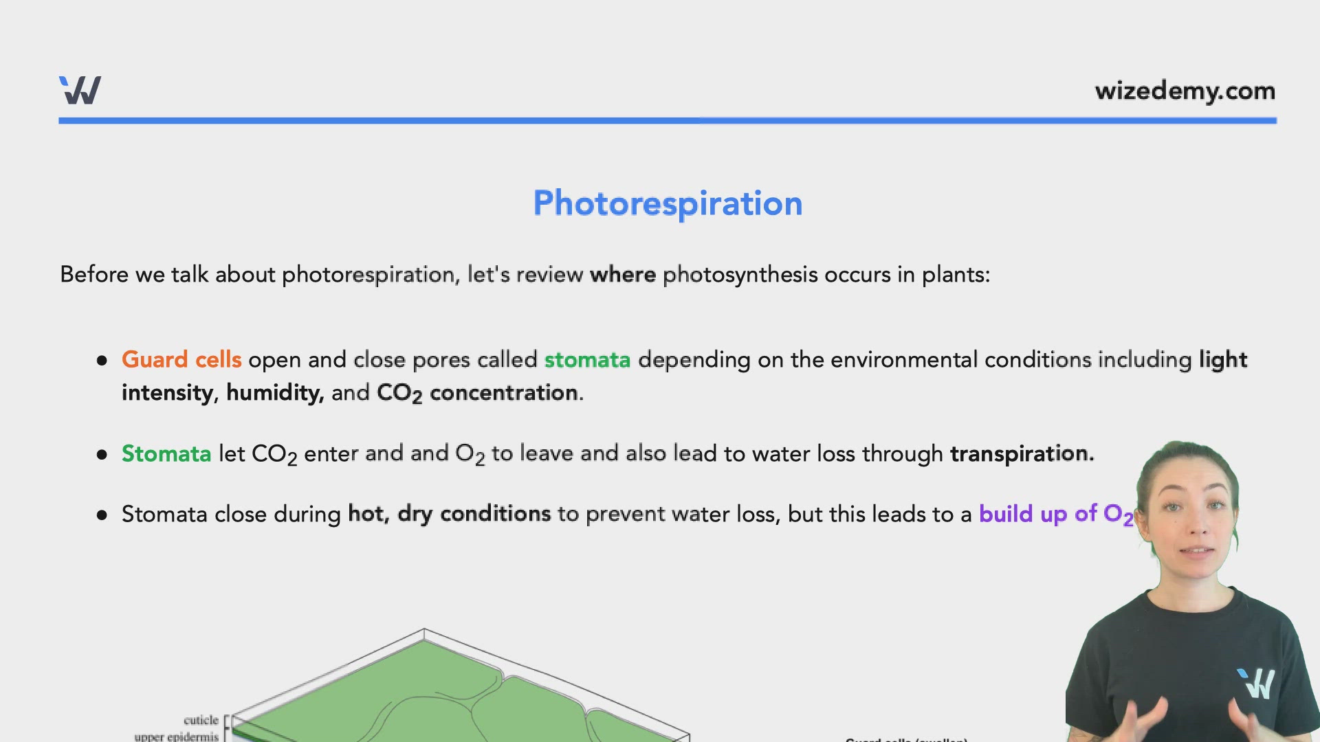 Photorespiration Wize University Biology Textbook Wizeprep