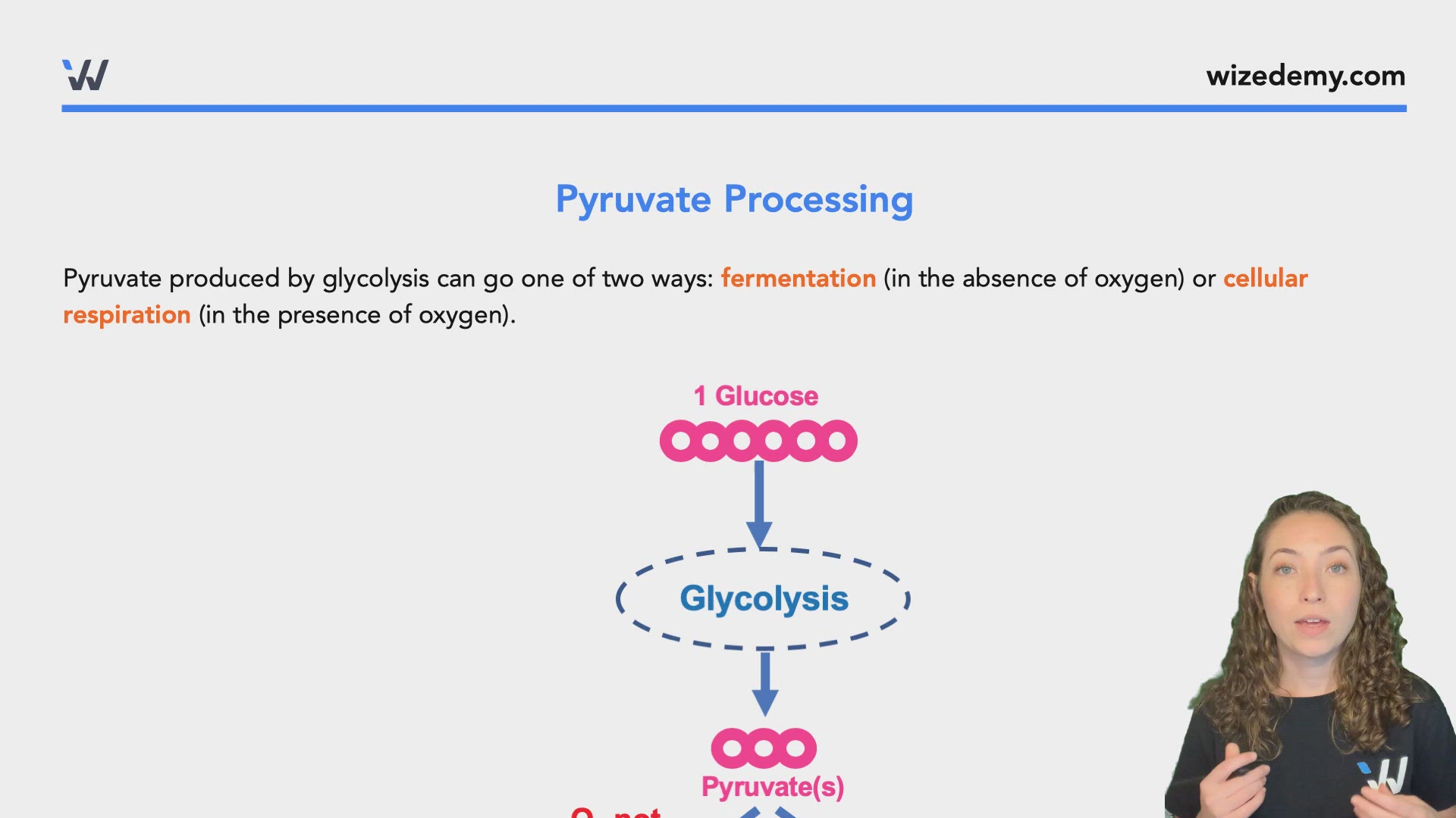 Pyruvate Processing [Oxidation] [short] - Wize University Biology ...