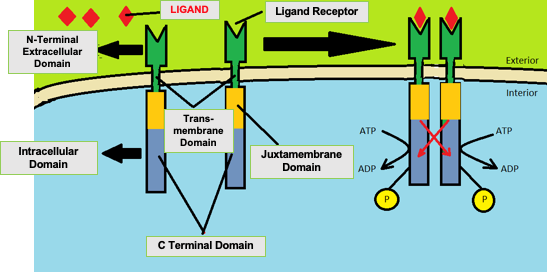 Types of Cell Receptors [Internal Receptors, GPCRs, RTKs, Ion Channels ...