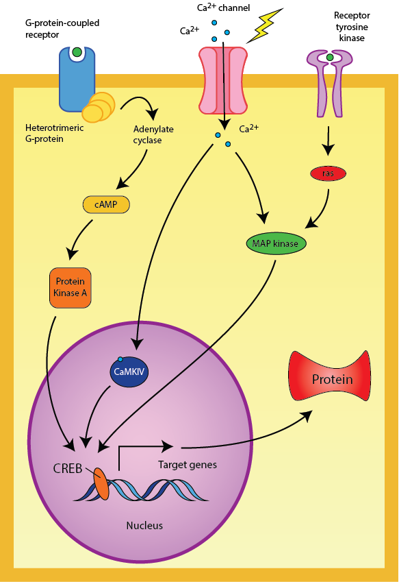 Second Messengers [comprehensive] - Wize University Biology Textbook ...