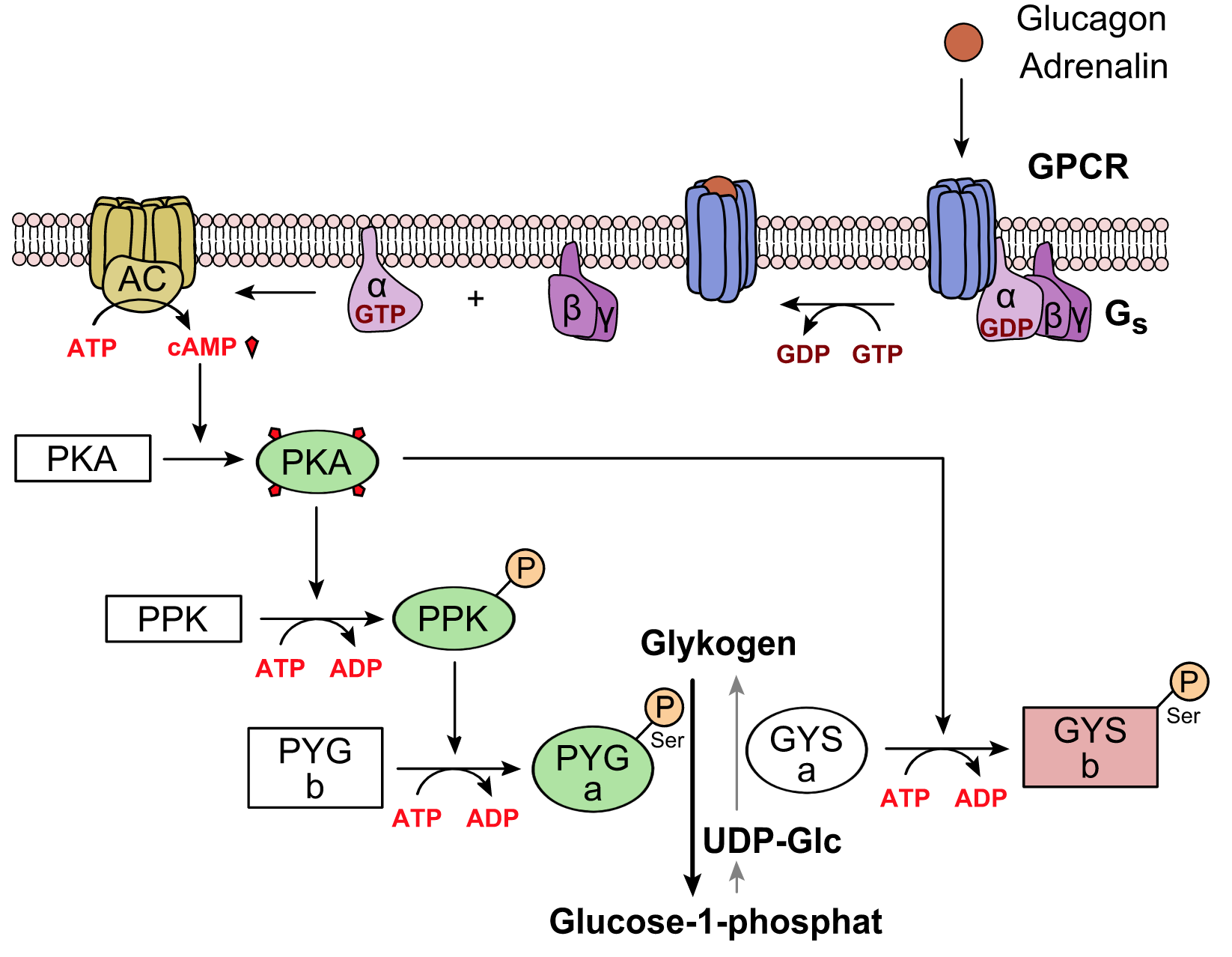 Second Messengers [comprehensive] - Wize University Biology Textbook ...