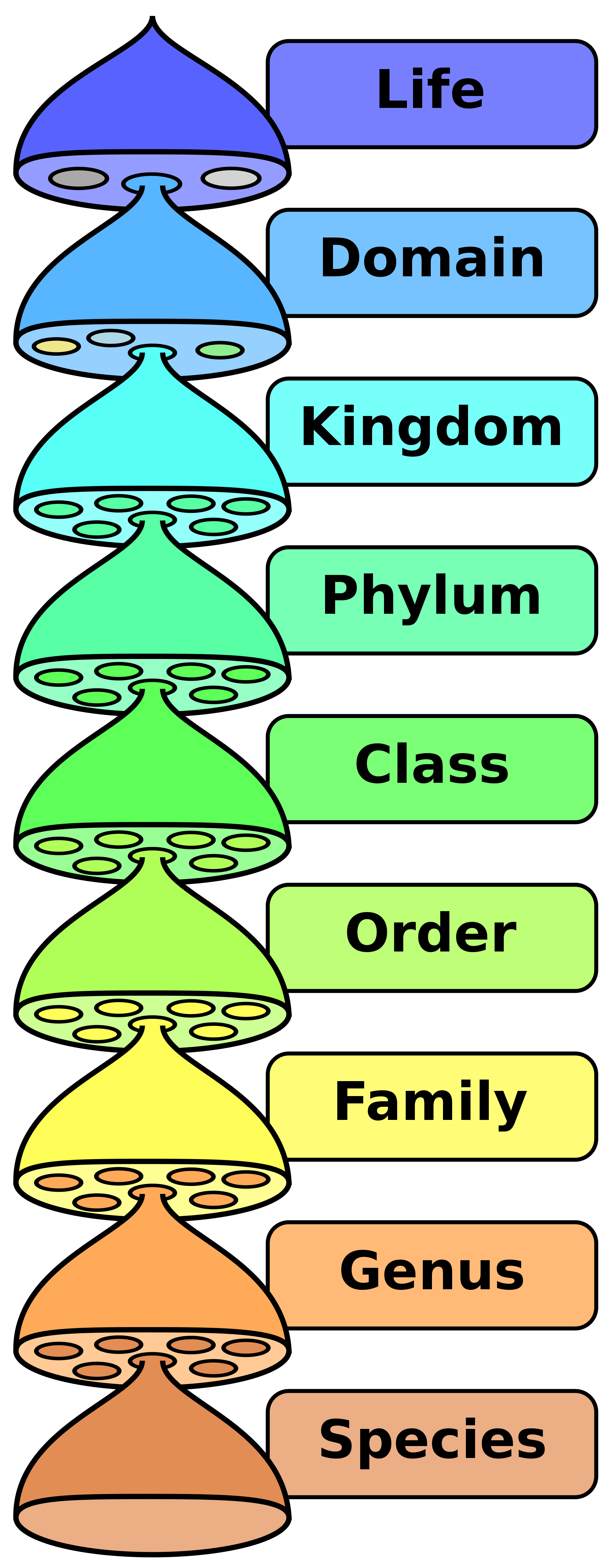 Classifying Organisms: Taxonomy - Wize High School Grade 11 Biology ...