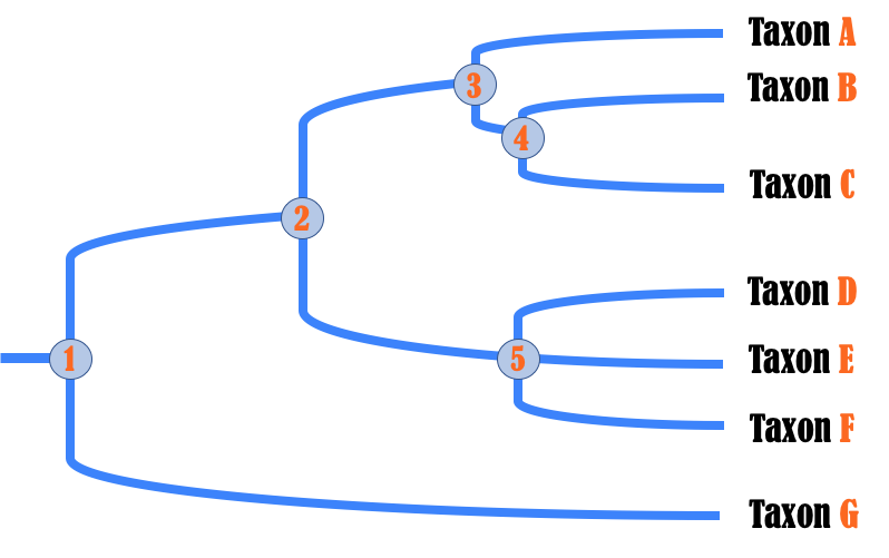 Classifying Organisms: Cladistics - Wize High School Grade 11 Biology ...