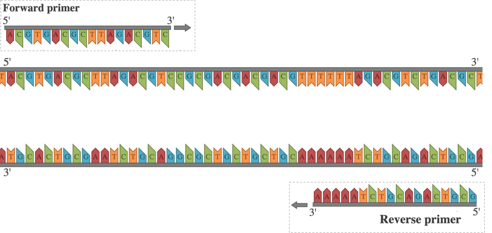 In Vitro DNA Replication: Polymerase Chain Reaction (PCR) - Wize ...