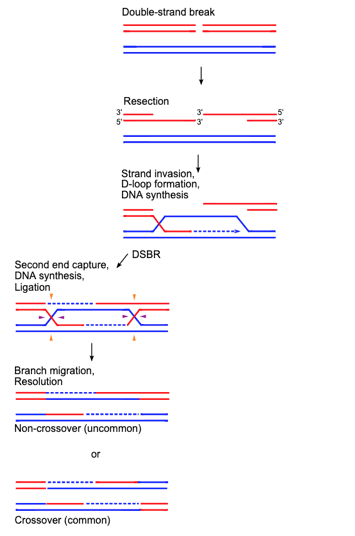 Repair of Double Stranded DNA Breaks - Wize University Biology Textbook ...