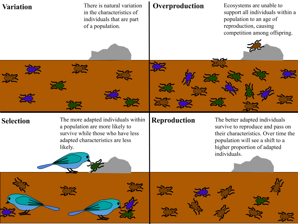 Charles Darwin - Wize University Biology Textbook | Wizeprep