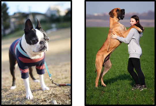 Descent with Modification - Wize University Biology Textbook | Wizeprep