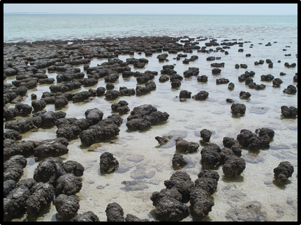 Prokaryotes - Wize High School Grade 11 Biology Textbook | Wizeprep