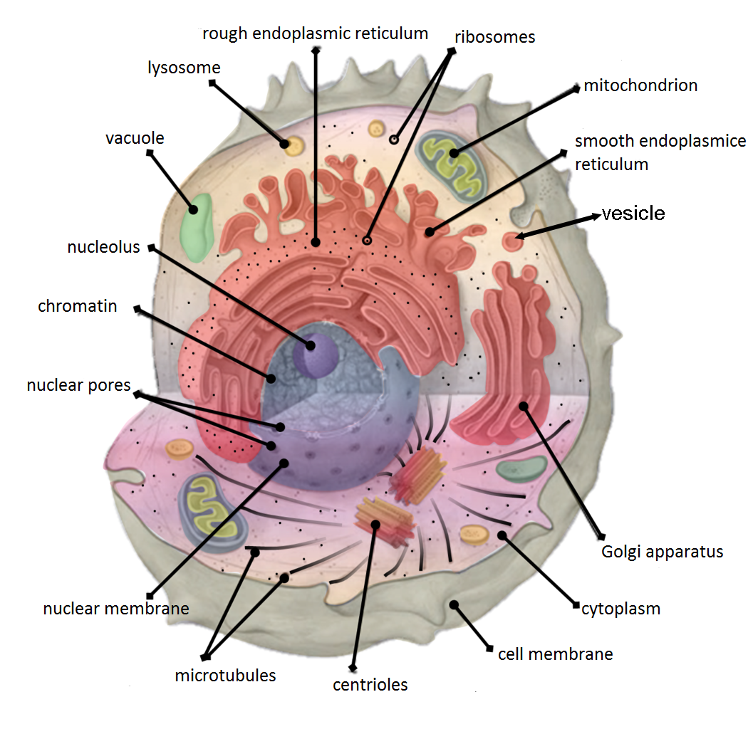 Overview of Eukaryotes - Wize University Biology Textbook | Wizeprep