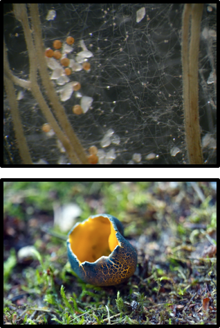 Fungi - Wize University Biology Textbook | Wizeprep