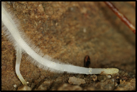 Interactions with Fungi - Wize University Biology Textbook | Wizeprep