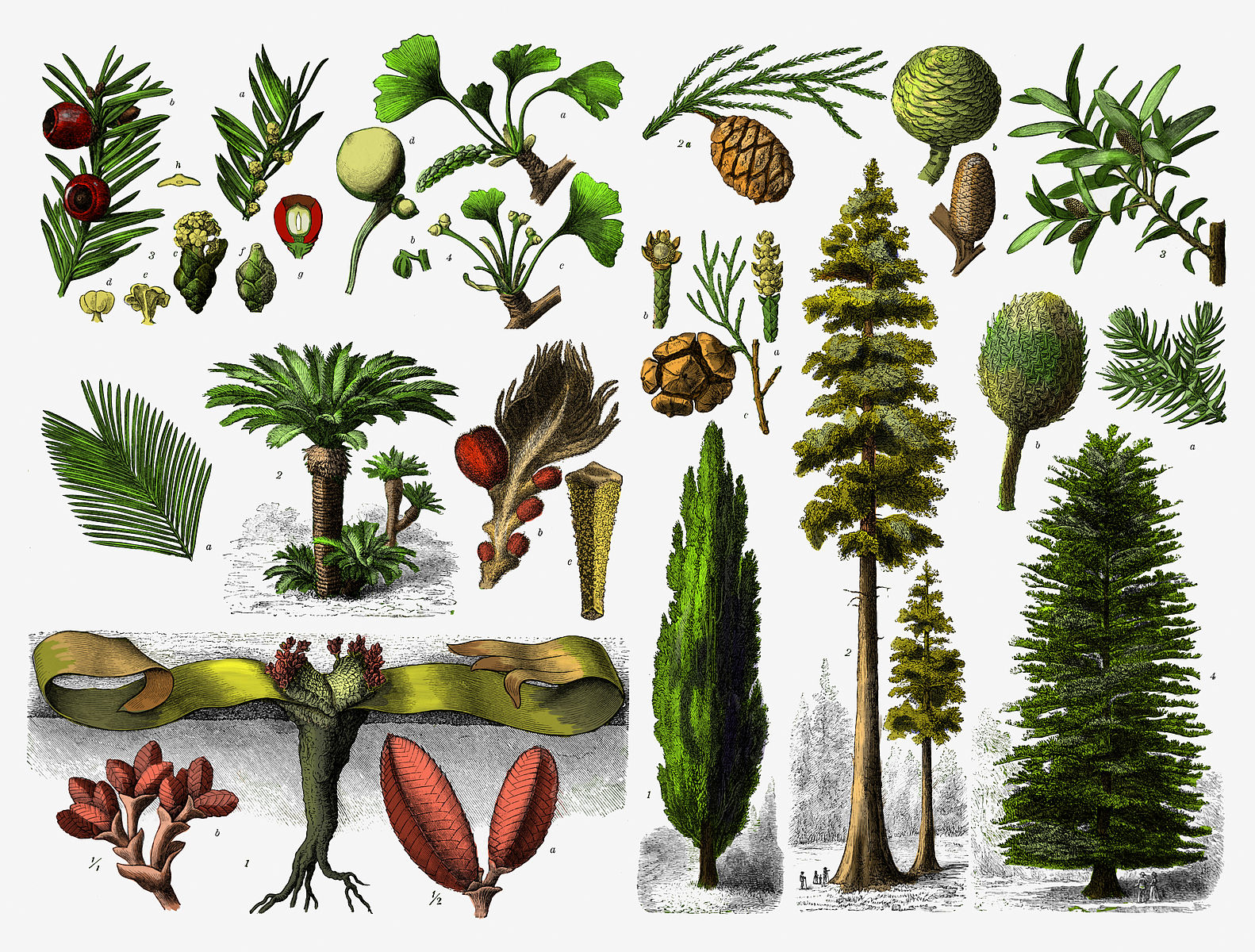 Gymnosperms Non Flowering Wize University Biology Textbook Wizeprep 