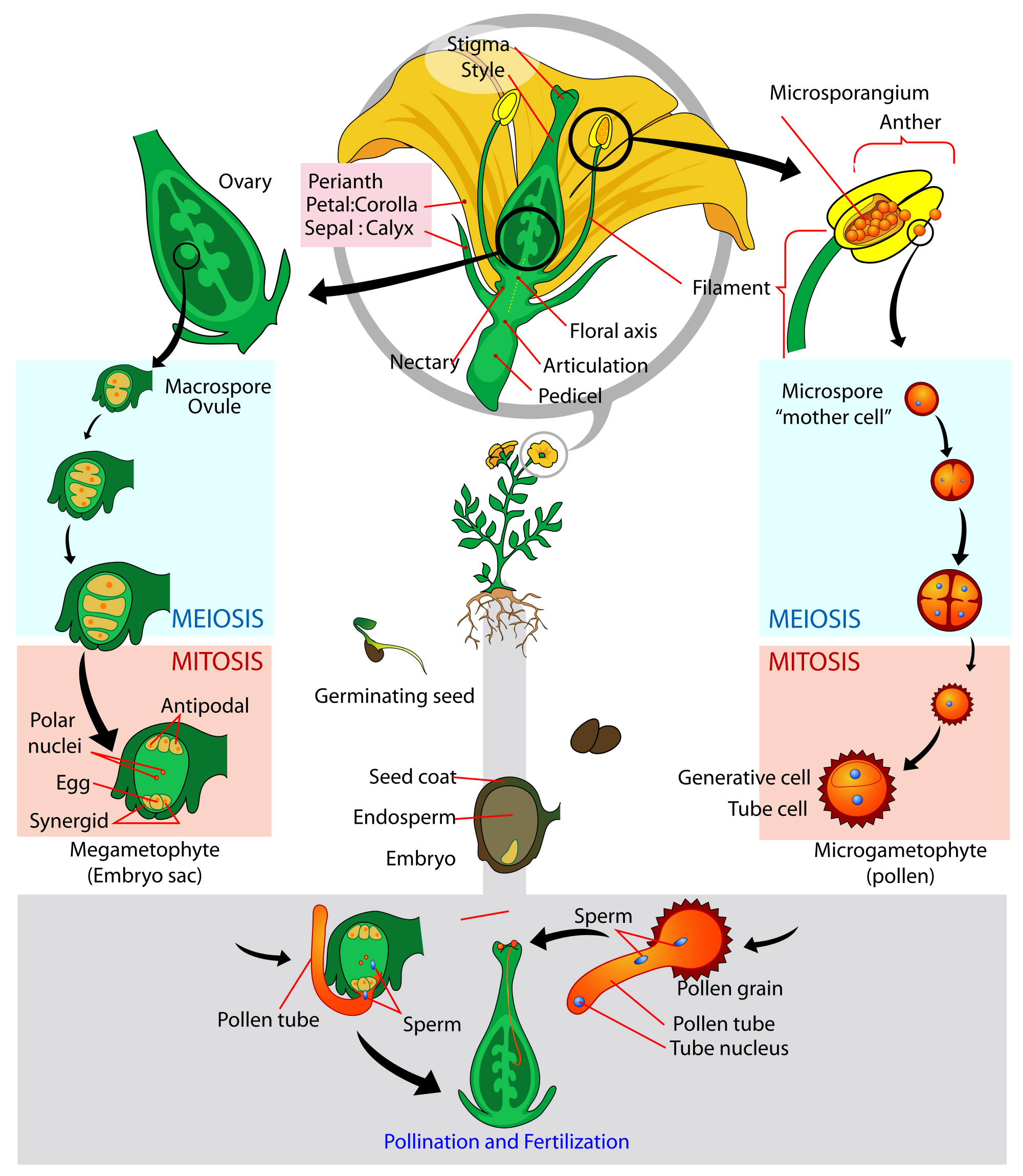 Angiosperm Reproduction - Wize University Biology Textbook | Wizeprep