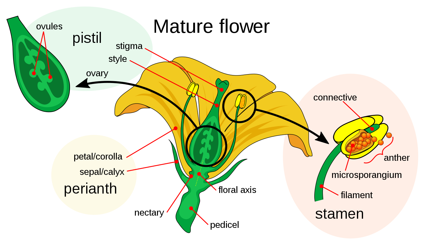 Seeded Plants: Angiosperms - Wize High School Grade 11 Biology Textbook ...