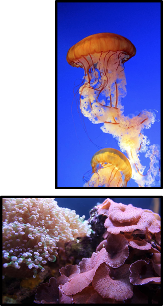 Types Of Cnidarians Jellyfish