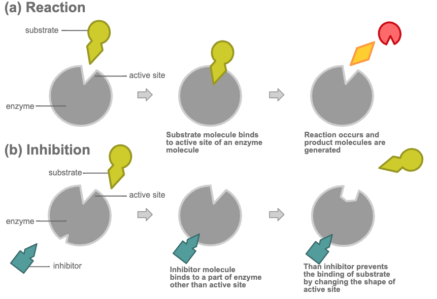 Enzyme Regulation - Wize University Biology Textbook | Wizeprep