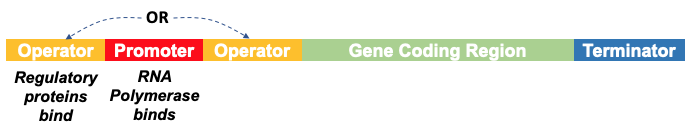 Introduction to Regulation of Gene Expression - Wize University Biology ...