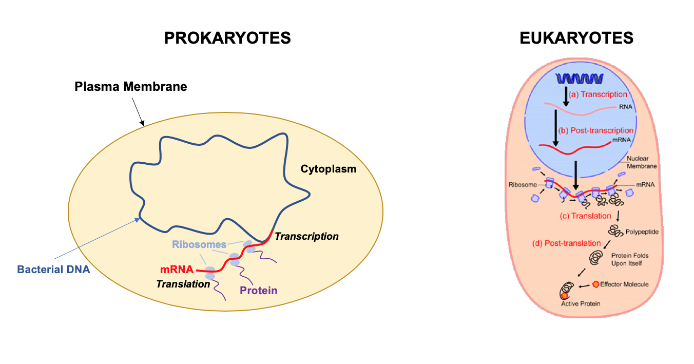 Introduction to Regulation of Gene Expression - Wize University Biology ...