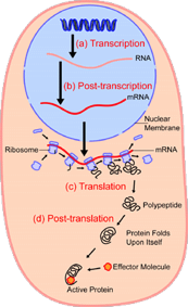 Introduction to Regulation of Gene Expression - Wize University Biology ...