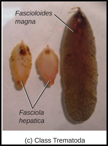 Acoela (Flatworms) - Wize University Biology Textbook | Wizeprep
