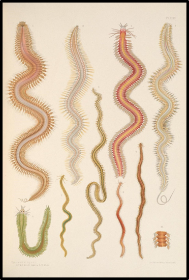 Annelids (Segmented Worms) - Wize University Biology Textbook | Wizeprep
