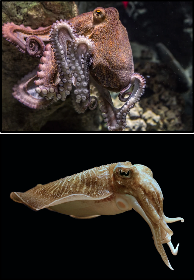 Mollusca (Snails, Clams and Squid) - Wize University Biology Textbook ...