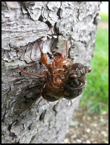 Overview of Ecdysis (Molting) - Wize University Biology Textbook | Wizeprep