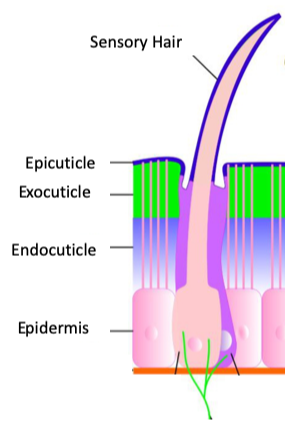 Overview of Ecdysis (Molting) - Wize University Biology Textbook | Wizeprep
