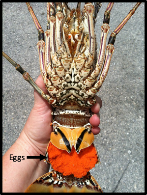Arthropoda: Crustaceans (Crabs and Lobsters) - Wize University Biology ...