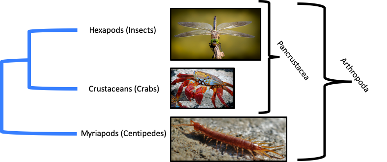 Phylum Arthropoda Examples