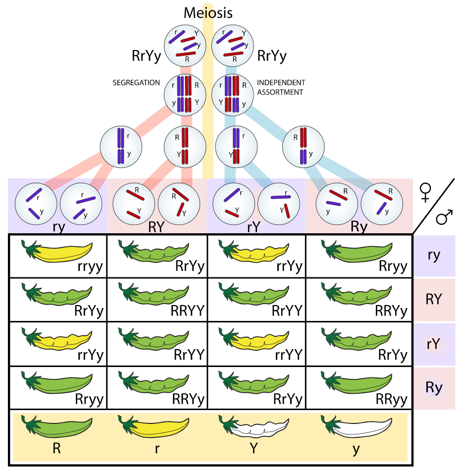 Laws of Inheritance [Mendel's Laws] - Wize University Biology Textbook ...