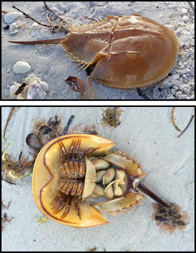 Arthropoda: Chelicerata (Spiders, Scorpions and Mites) - Wize ...