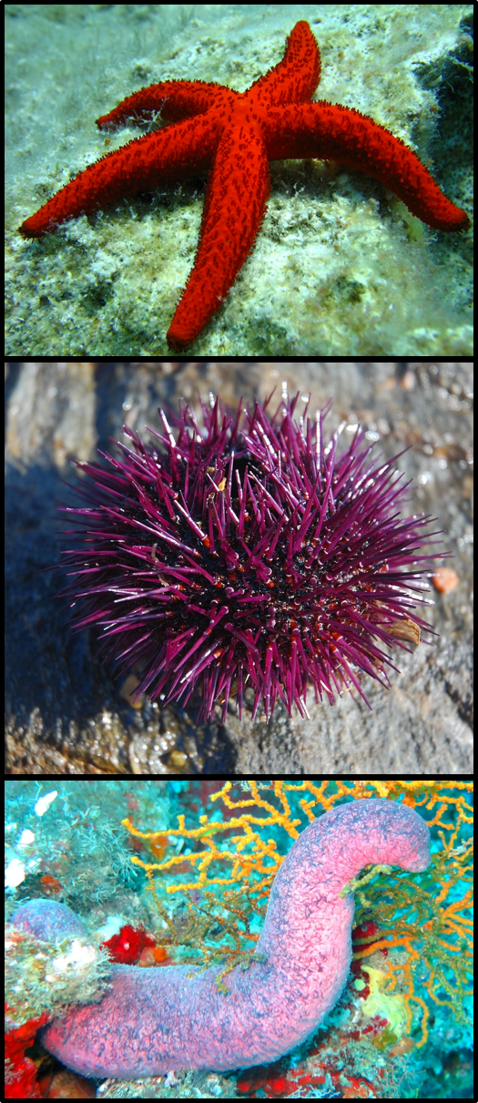 Deuterostoma (Sea Stars, Urchins and Sea Squirts) - Wize University ...