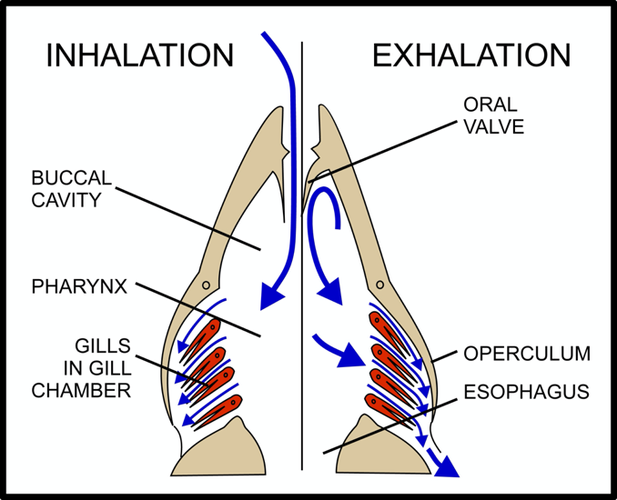 Osteichthyans (Boney Fish) - Wize University Biology Textbook | Wizeprep
