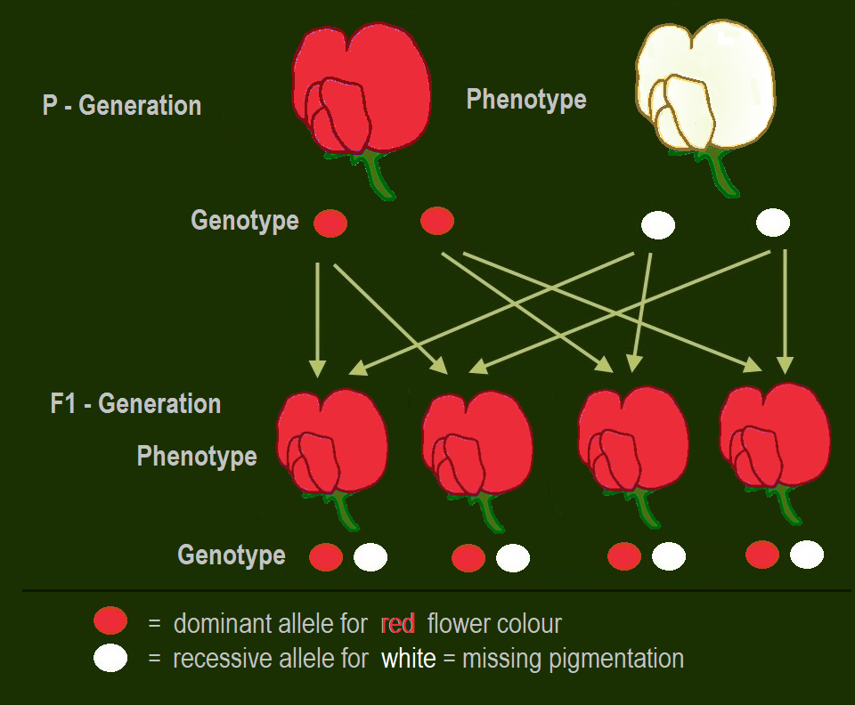 History of Genetics and Laws of Probability - Wize University Biology ...