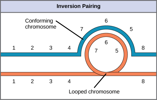 Duplications, Deletions and Chromosomal Inversions - Wize University ...