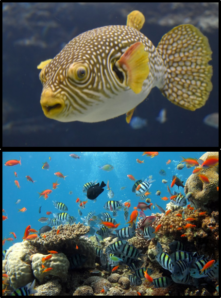 Osteichthyans (Boney Fish) - Wize University Biology Textbook | Wizeprep