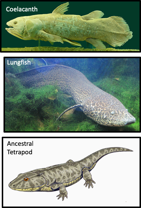 Osteichthyans (Boney Fish) - Wize University Biology Textbook | Wizeprep