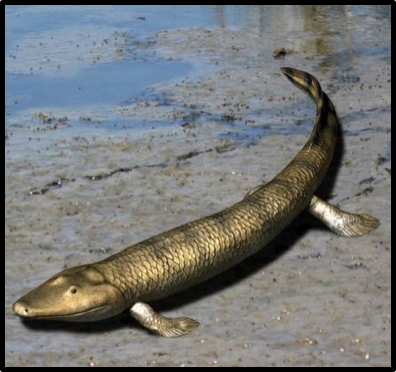 Overview of Tetrapods - Wize University Biology Textbook | Wizeprep